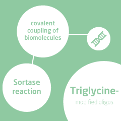 Oligos, DNA / RNA Synthesis - biomers.net Oligonucleotides
