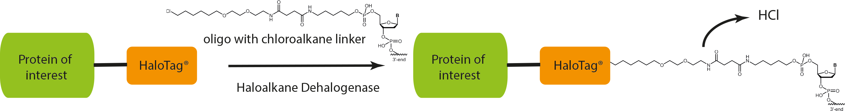biomers.net | Modification Highlights - biomers.net Oligonucleotides