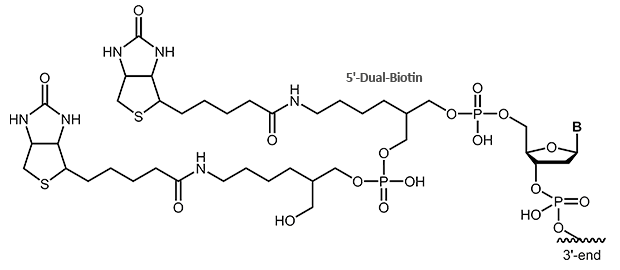 biomers.net | Haptens - biomers.net Oligonucleotides